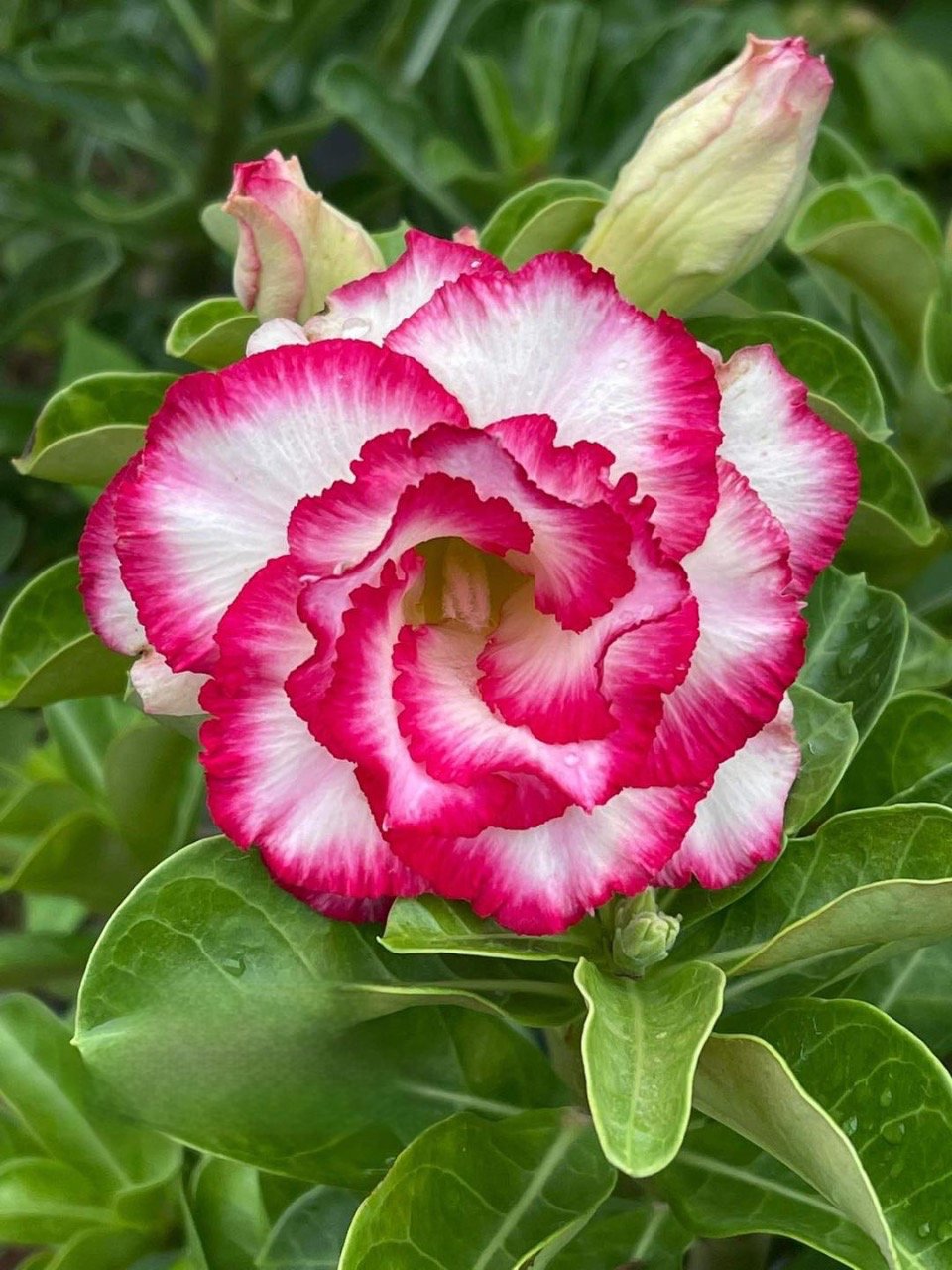 Adenium obesum for sale 100 colors available – PKP Garden
